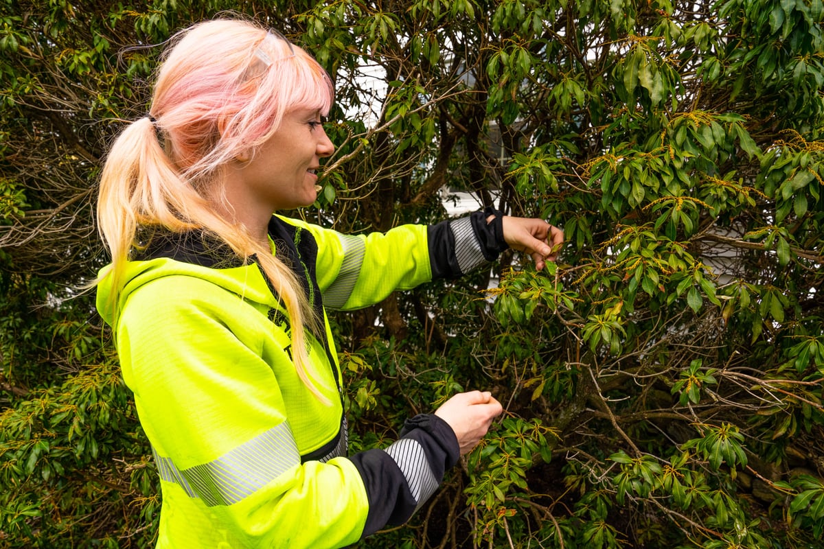 6 Essential Spring Tree Care Tasks for New England Landscapes
